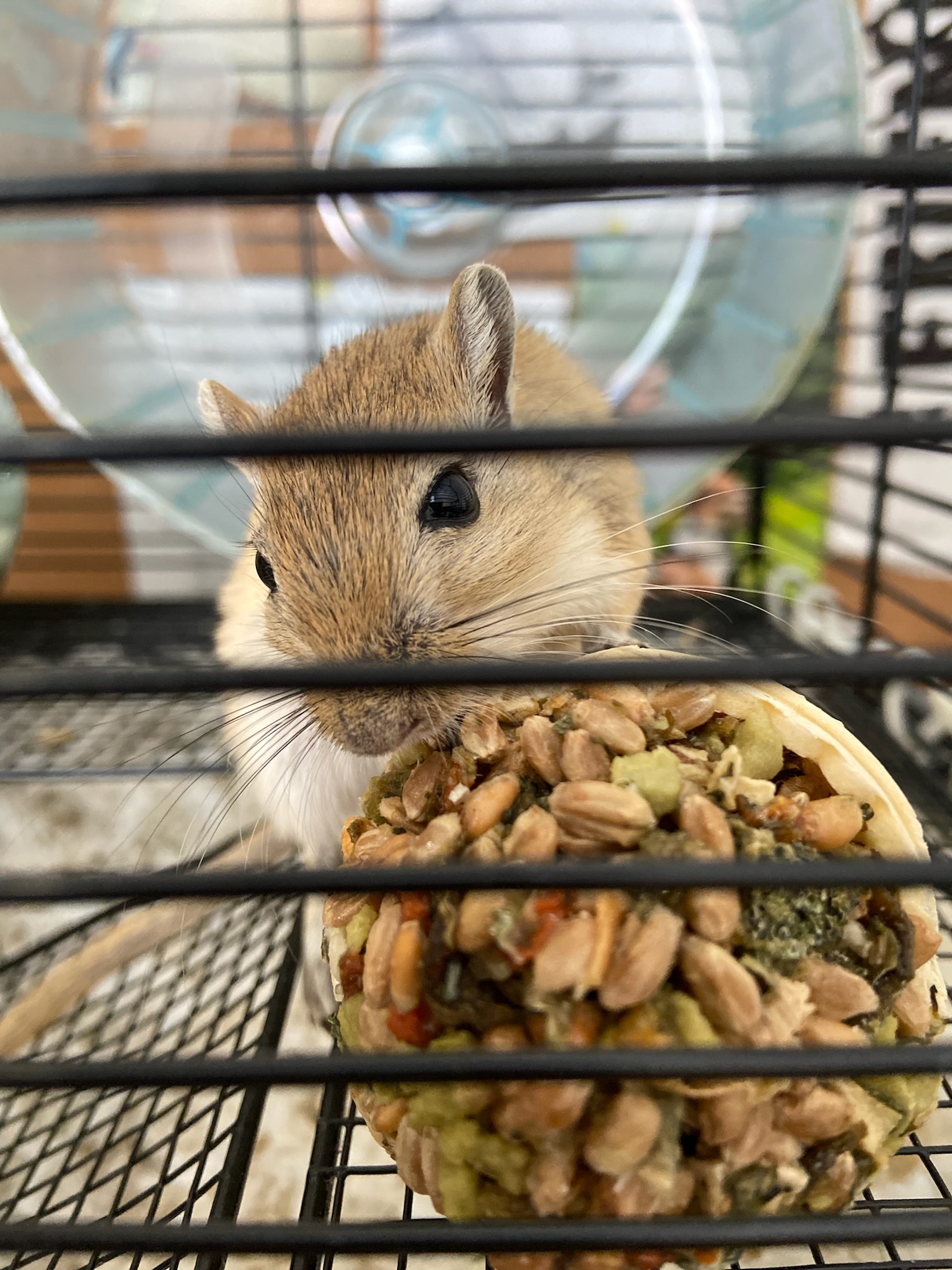 The Anatomy of a Gerbil: Understanding Your Small Companion ...