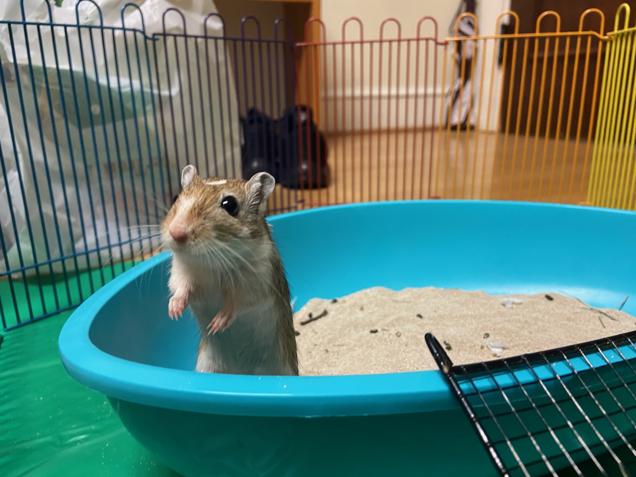 The Anatomy of a Gerbil: Understanding Your Small Companion ...